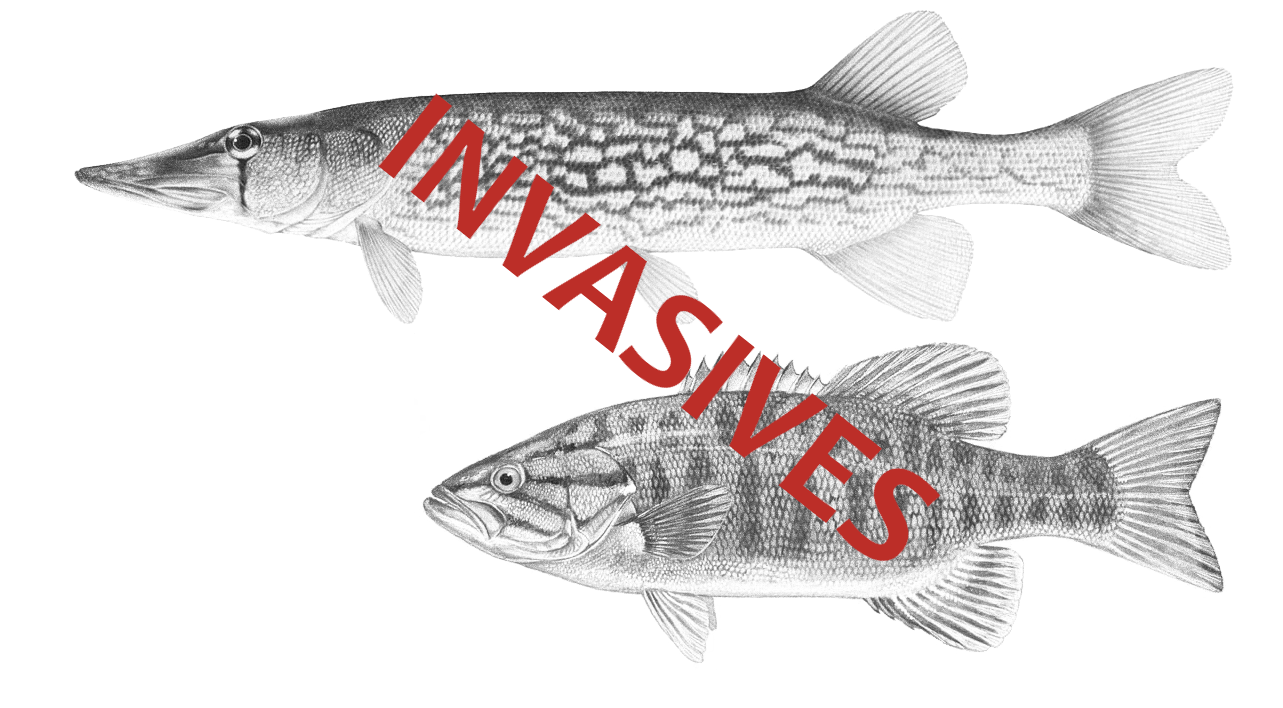 Saving Canada's Most Endangered Salmonid